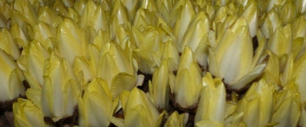 Comment réussir sa culture d'endive (chicon) bio