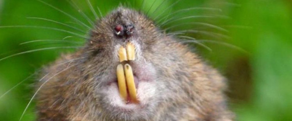 Comment protéger votre jardin des rongeurs