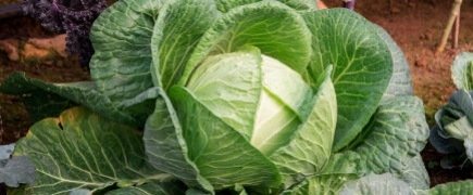 Découvrez les légumes originaires des Hauts-de-France