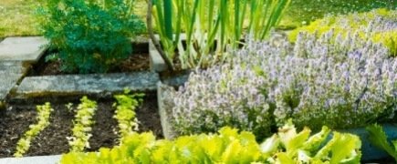 Rotation des cultures au potager en Belgique et en France