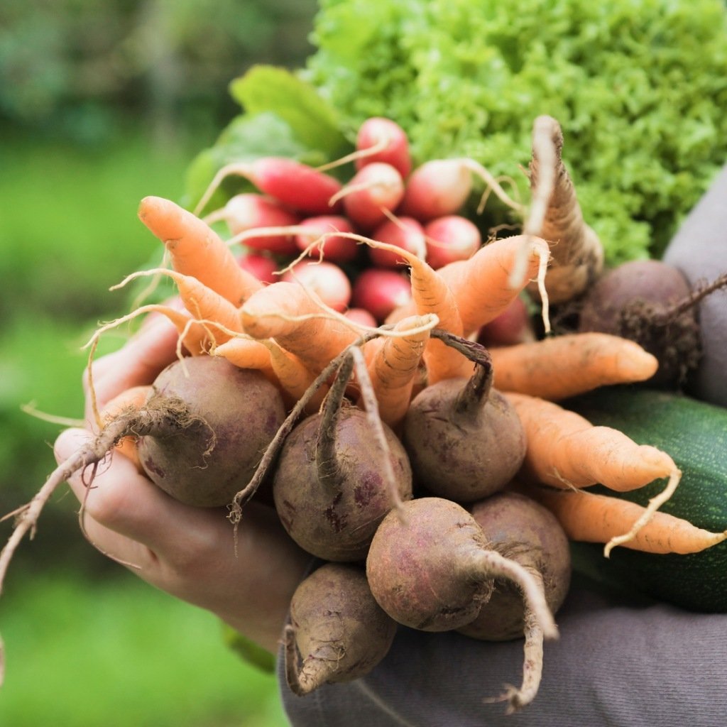 Découvrez 5 conseils pour créer un potager résiliant.