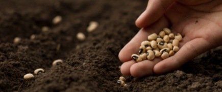 Begin je eigen moestuin met zaad