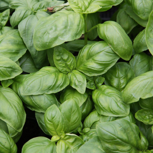 Semences bio et reproductibles de Basilic Grand vert
