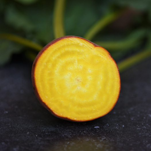 Graines bio de Betterave rouge Golden