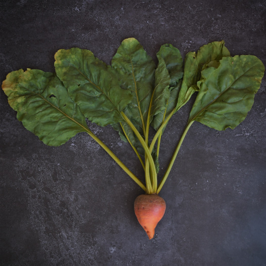 Graines bio de Betterave rouge Golden