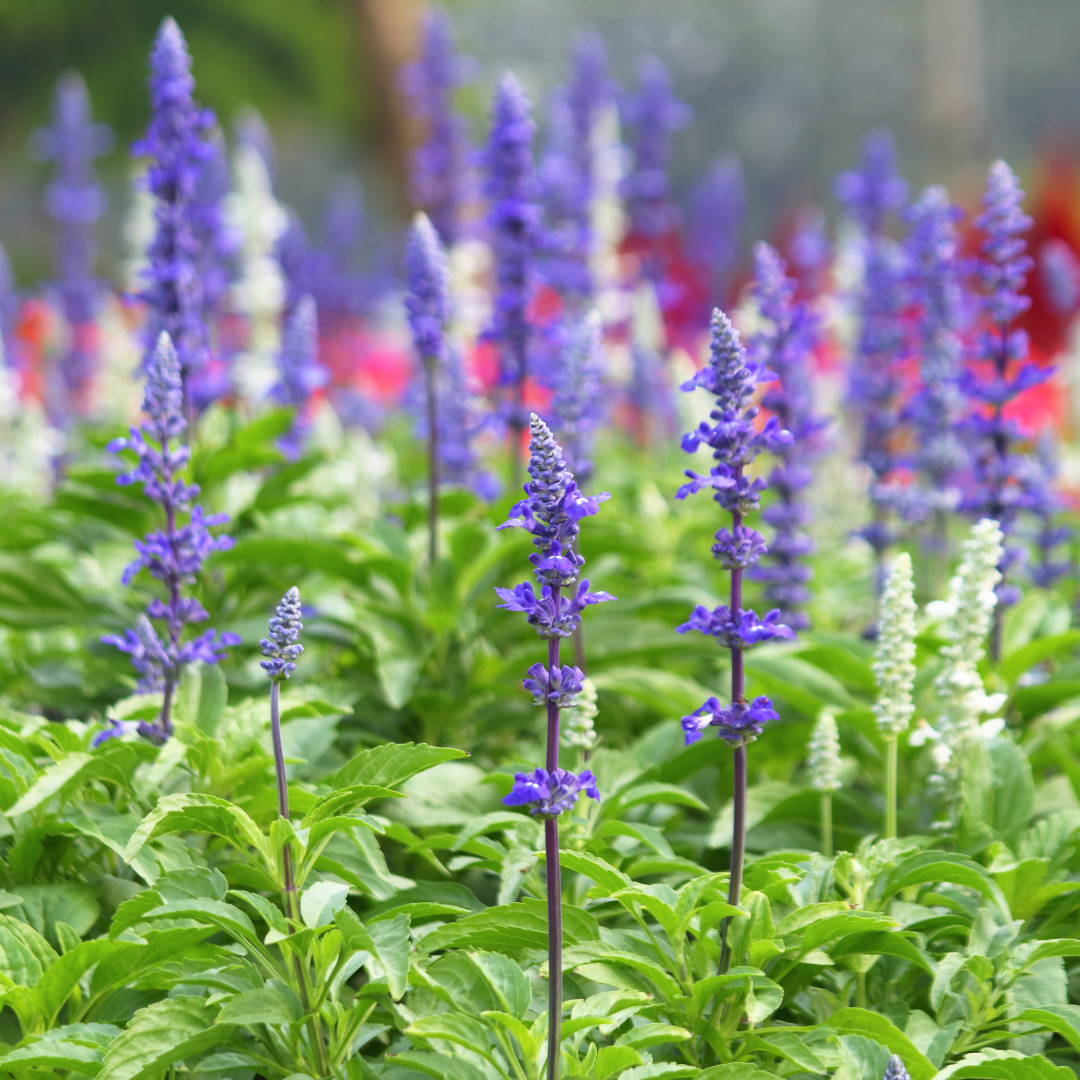 Chia ou sauge mexicaine | Aromatiques | Semailles