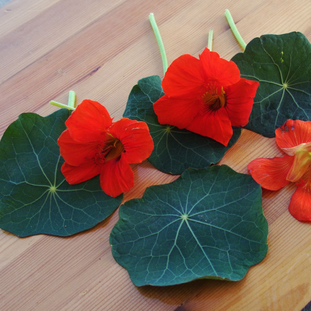 Capucine empress of india biologique et reproductible