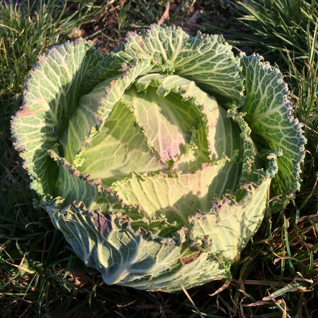 Semences biologique et reproductible de chou de Milan de Lorient