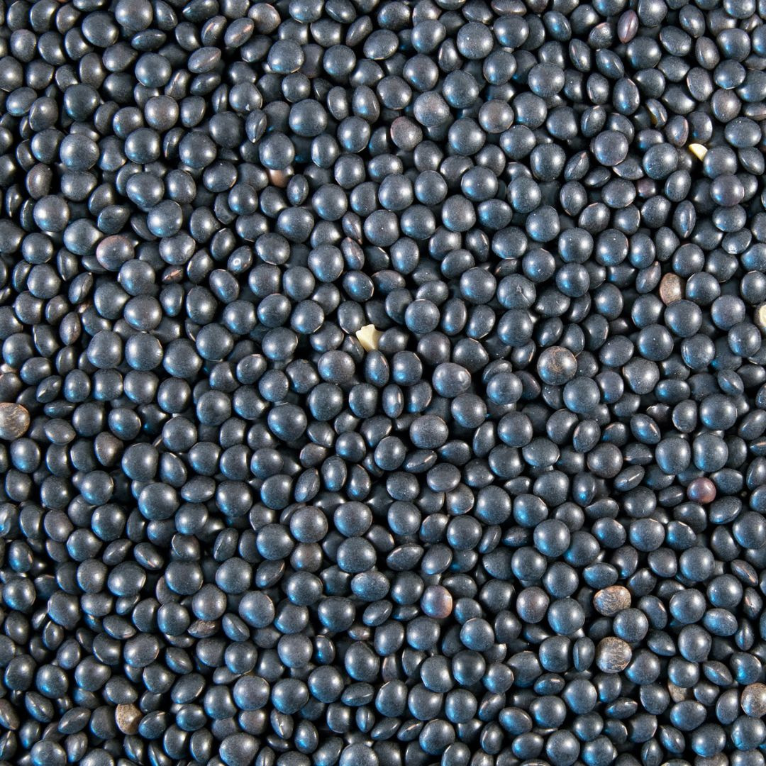Lentilles beluga biologique et reproductible