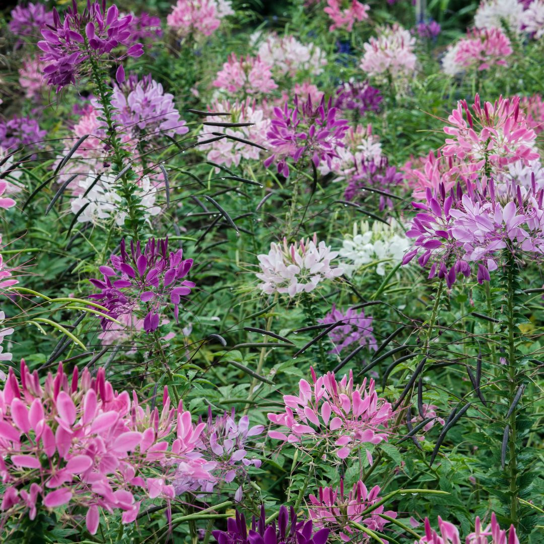 Cléome en mélange (rose et blanc) biologique et reproductible