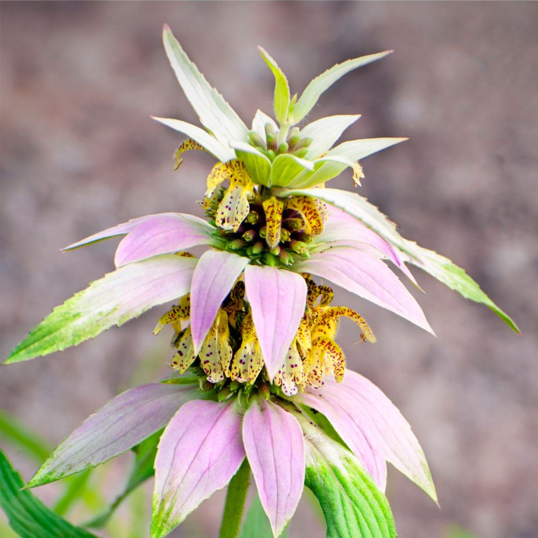 Monarde ponctuée biologique et reproductible