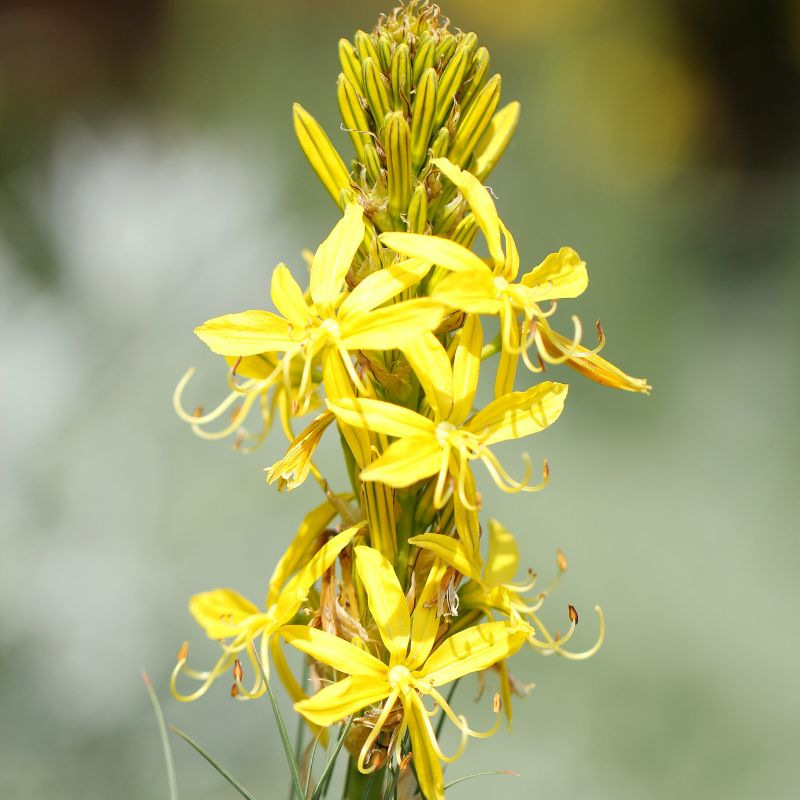 Gele affodil - Baton de Jacob