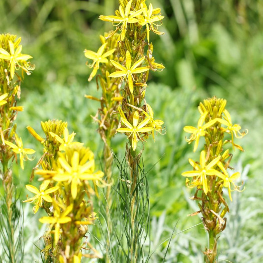 Gele affodil - Baton de Jacob