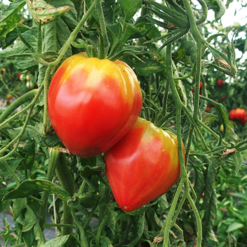 Tomate rouge Anna Russian biologique et reproductible