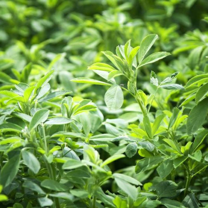 Graines bio de Luzerne (Engrais vert)