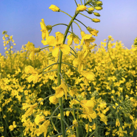 Bio en reproduceerbare zaden van Witte mosterd (groenbemester)