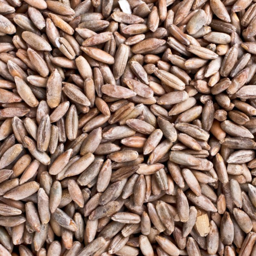 Rogge biologische zaden