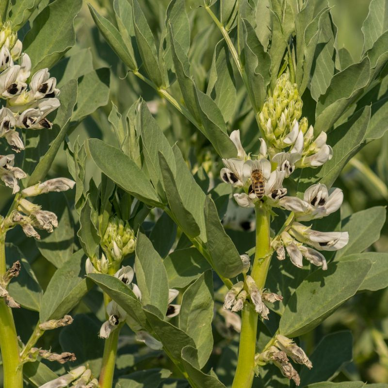 Veldboon biologische zaden