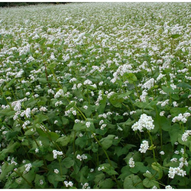 Bio zaden van Boekweit (groenbemester)