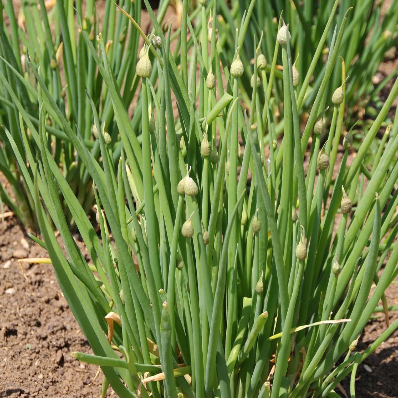 Bio zaden van Grove bieslook