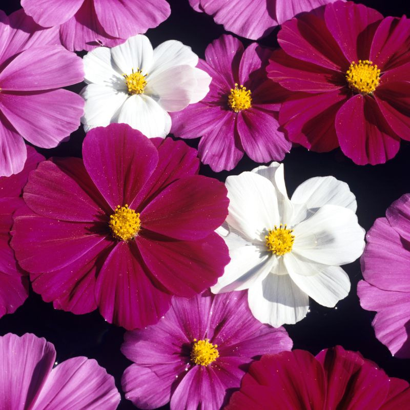 Cosmos Versailles biologique et reproductible