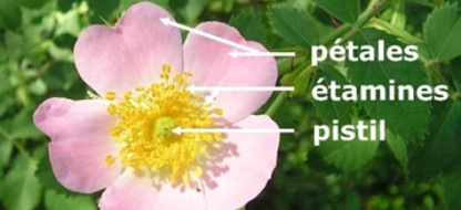 Variétés de fleurs à insectes utiles à Colmar et en Alsace