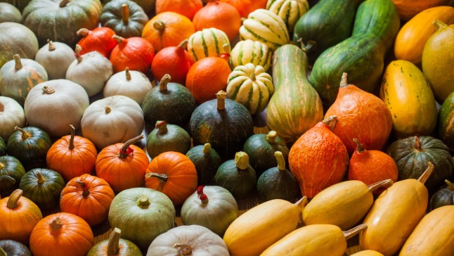 Comment reconnaitre les familles de courges