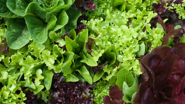 Comment choisir ses variétés de laitues bio