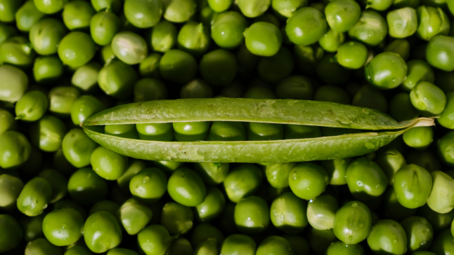 Comment choisir ses variétés de pois bio