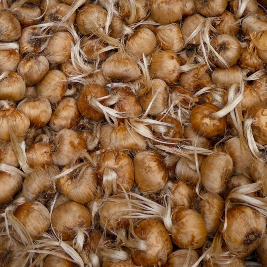 Saffraan bollen - Crocus sativus - per 5
