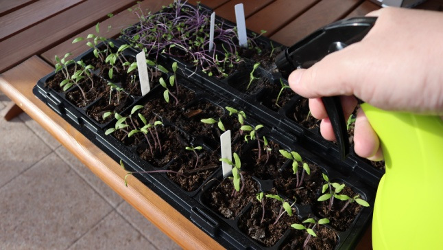 Quels sont les différents types de semis au potager