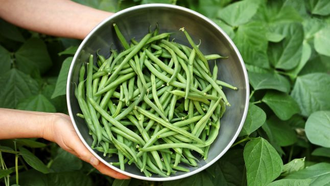 Bonen kweken | van zaaien tot oogsten