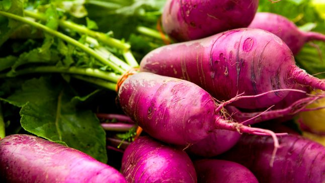 Réussir la culture des Navets: conseils et astuces