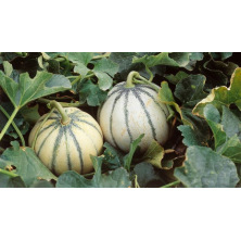 Réussir la culture des Melons: conseils et astuces