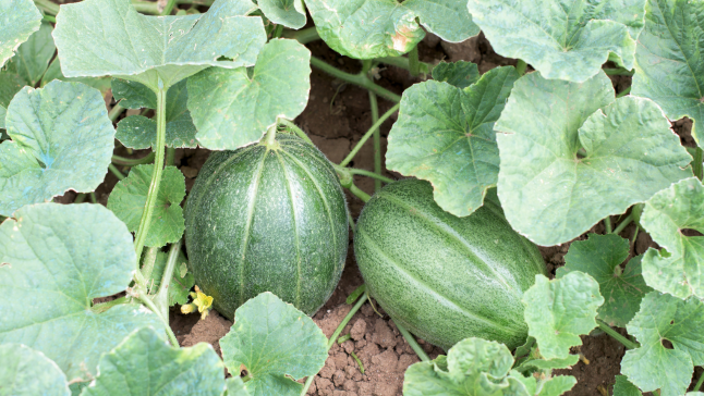 Watermeloen kweken : van zaaien tot oogsten