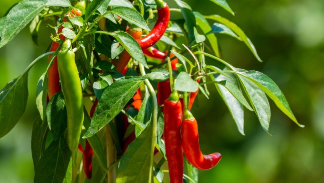 Mesure de la force des piments en Belgique et en France