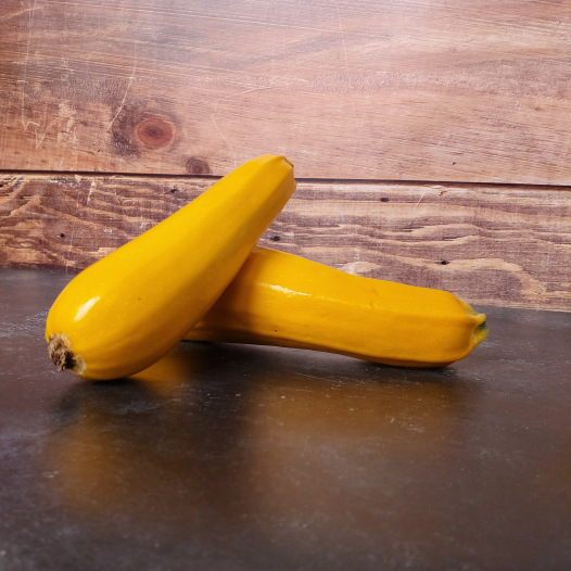 Semences bio de Courgette jaune Gold Rush