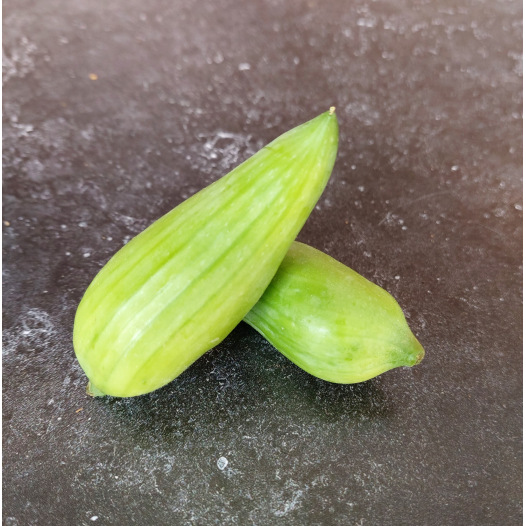 Semences bio de Cyclanthère ou concombre grimpant