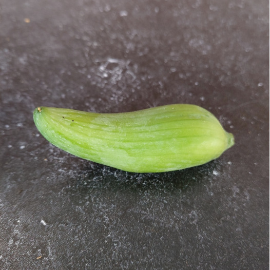 Semences bio de Cyclanthère ou concombre grimpant