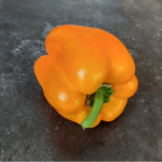 graines bio de poivron Ariane