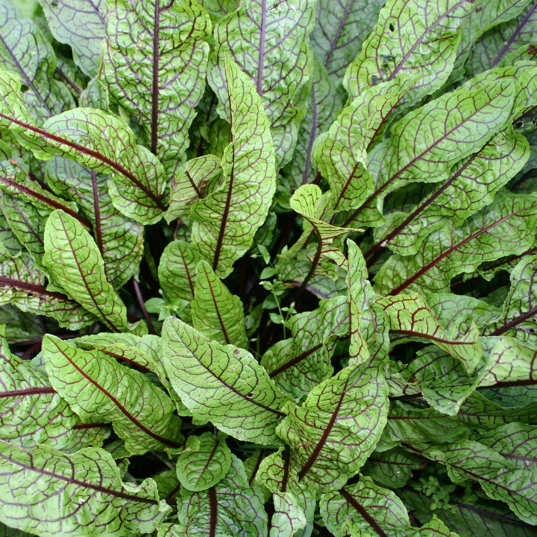 Bloedzuring zaden bio | Aromatische kruidenzaden | Semailles