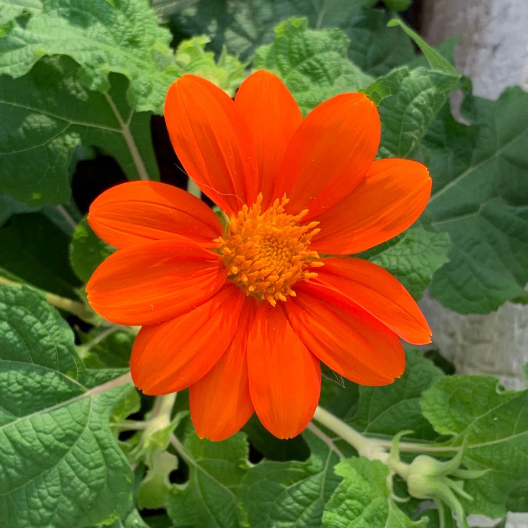 Graines bio de Tithonia