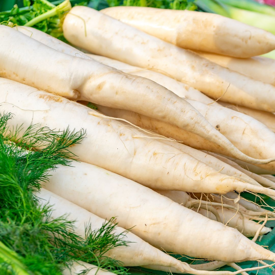 Semences bio de Carotte Blanche des Vosges