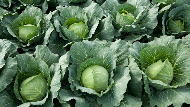 Comment choisir ses variétés de choux bio