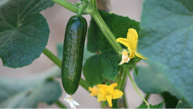 Réussir la culture du concombre : conseils et astuces
