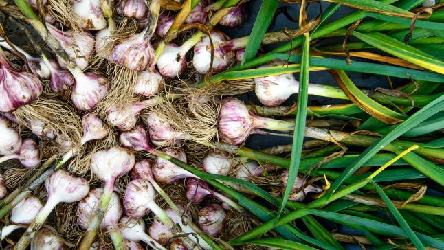 La culture de l'ail | Comment planter son ail