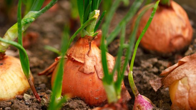 Réussir la culture de ses oignons: conseils et astuces