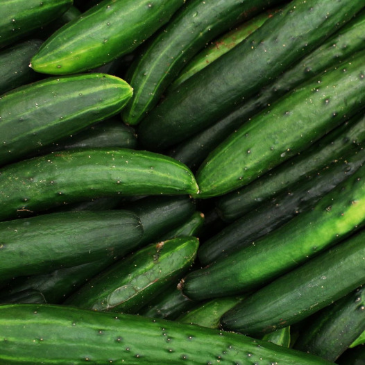 Graines bio de Concombre Vert Long Maraîcher