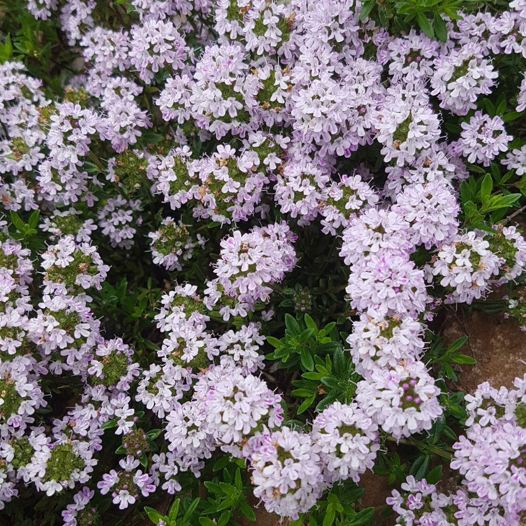 Thym Serpolet | Semences bio et reproductibles | Semailles