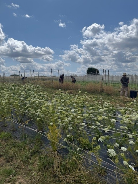 Zelf zaden oogsten | Autonomie & biodiversiteit